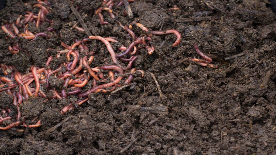 What is vermi compost? Know its benefits and easy method of making